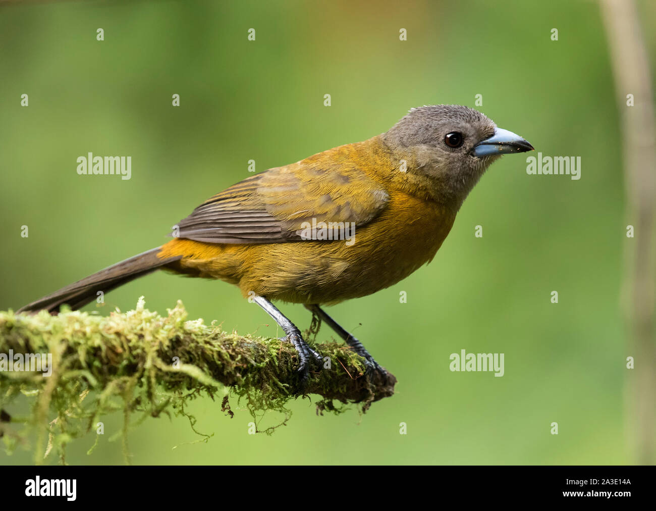 Female scarlet tanager hi-res stock photography and images - Alamy