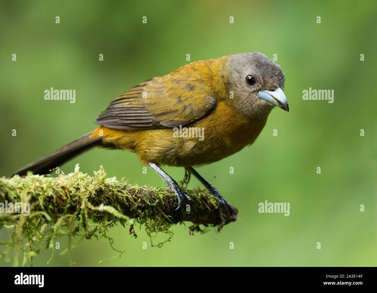 Female scarlet tanager hi-res stock photography and images - Alamy