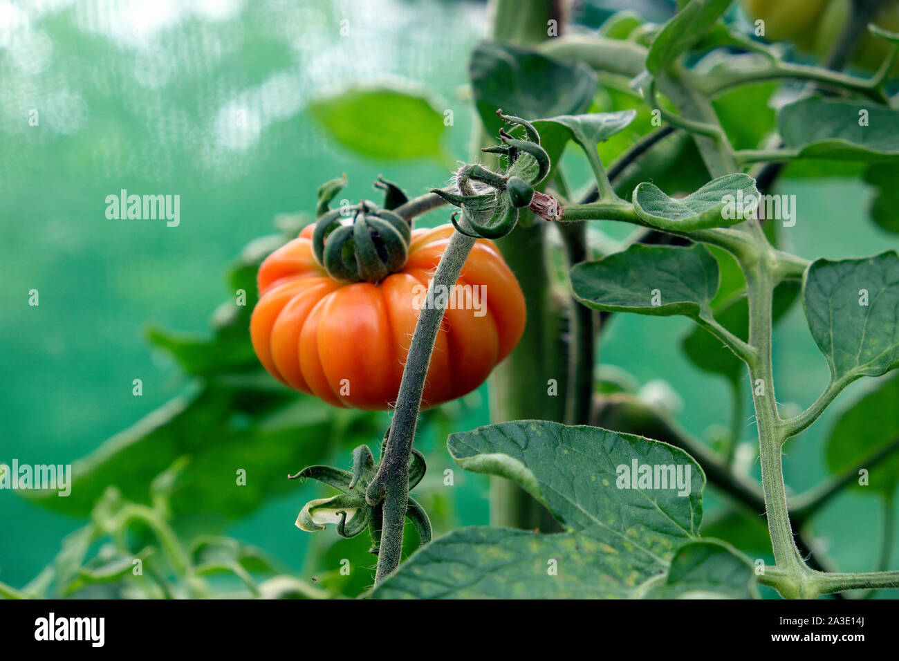Ridged tomato tomatoes growing in a garden greenhouse UK KATHY DEWITT ...