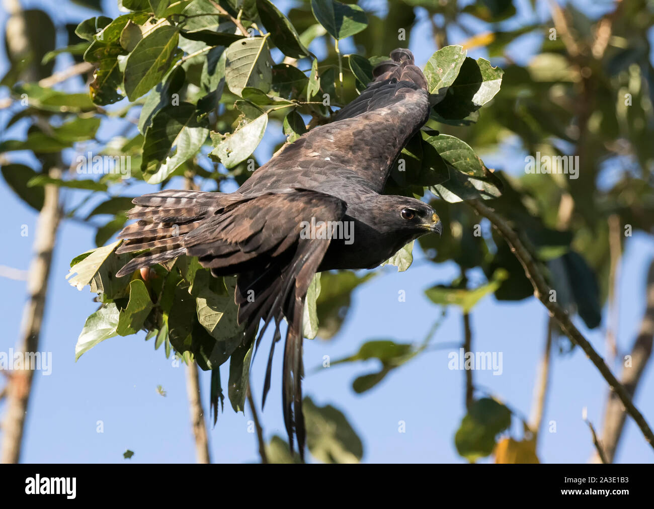 Short tailed hawk hi-res stock photography and images - Alamy