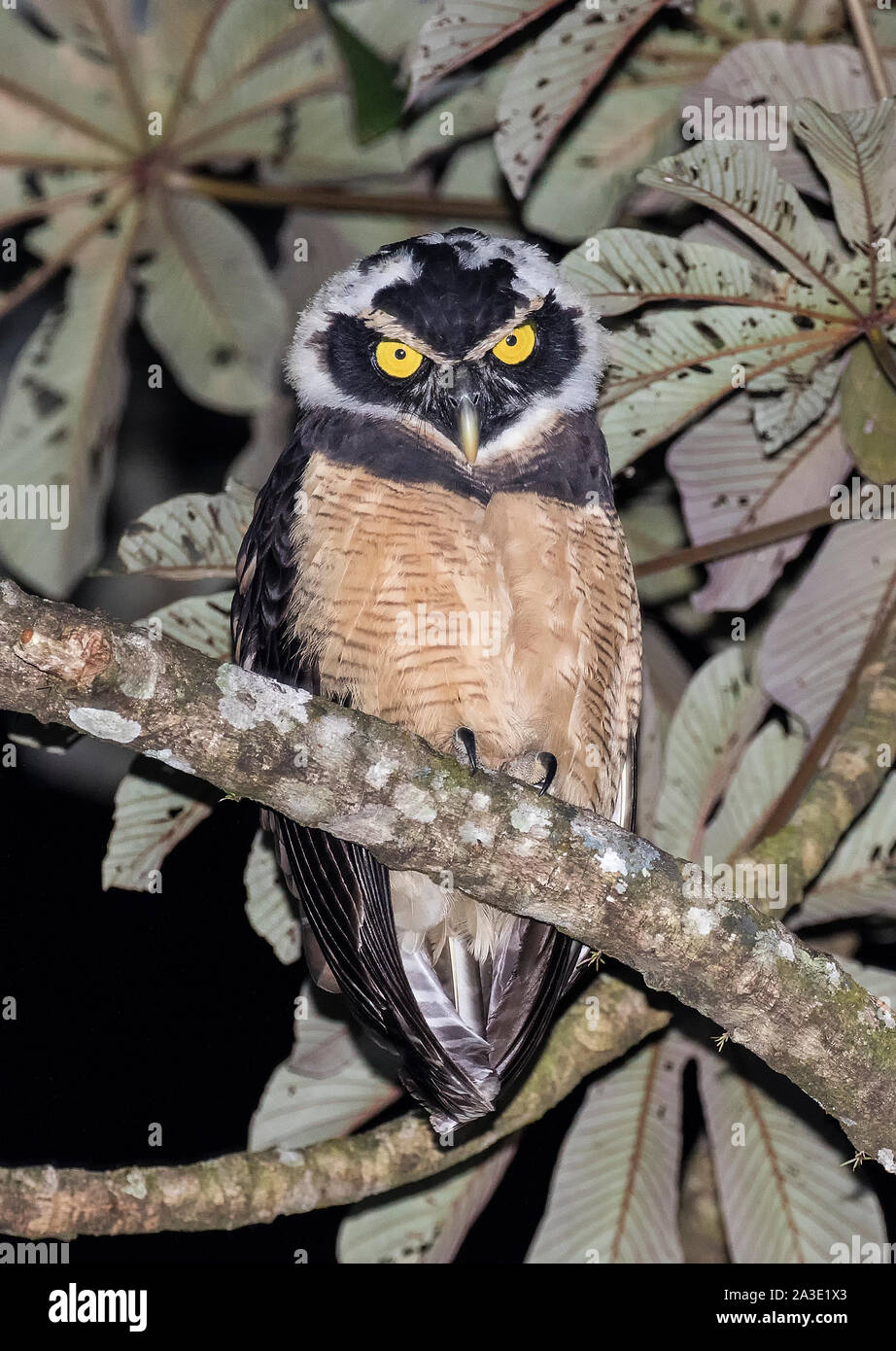 Spectacled owl hi-res stock photography and images - Alamy