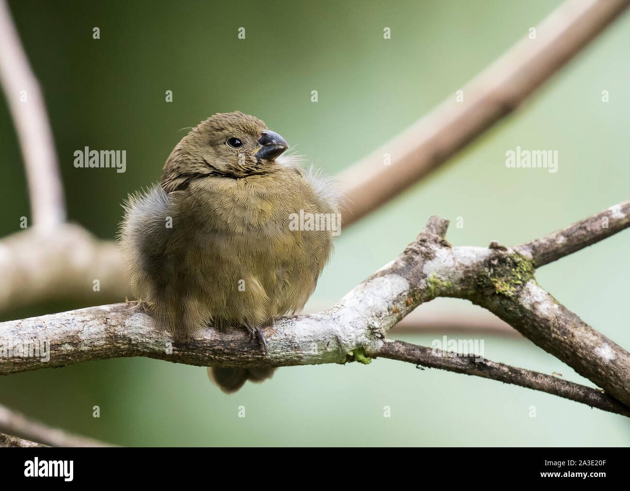 Thick-billed seed finch Stock Photo - Alamy