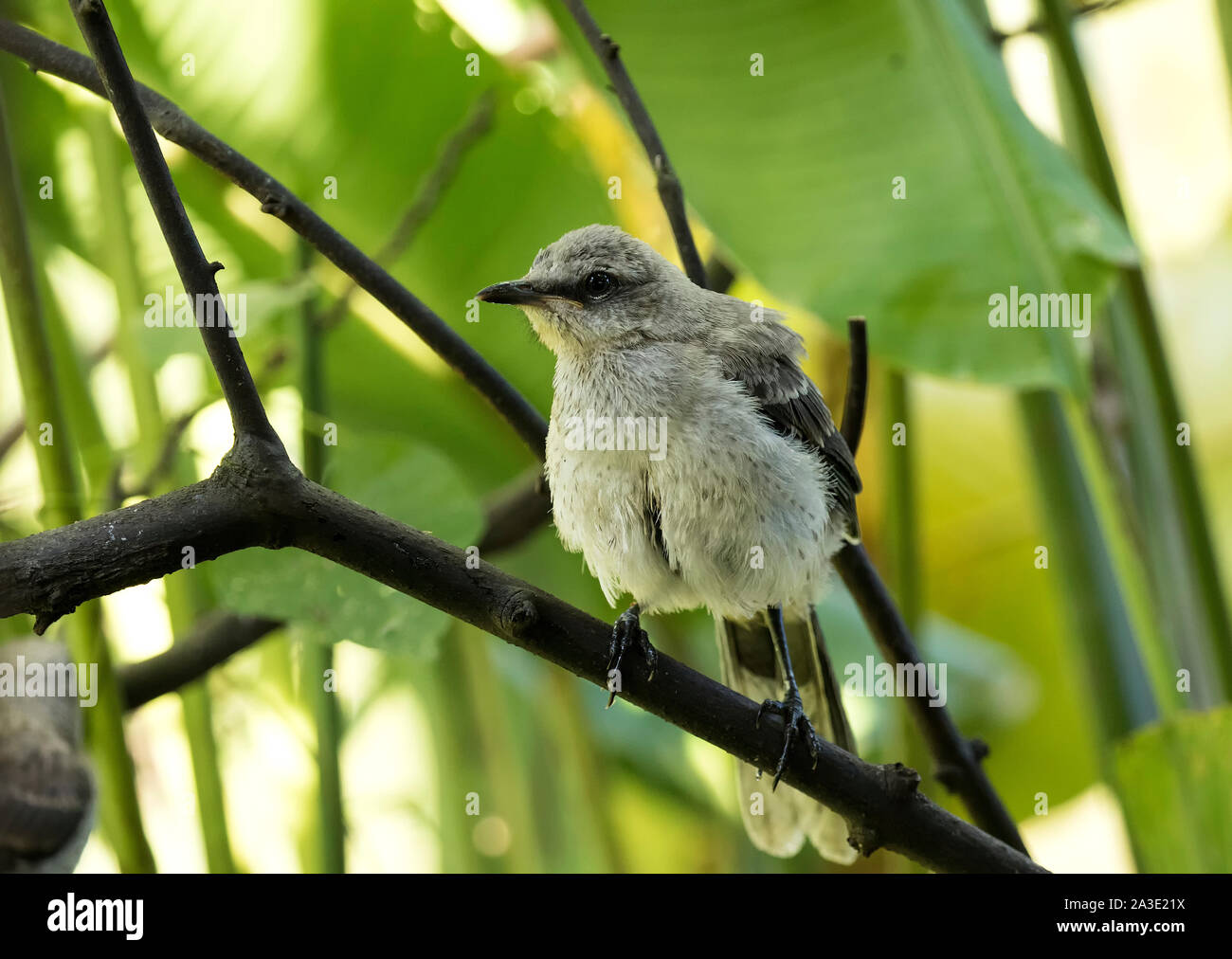 Tropical mockingbird hi-res stock photography and images - Alamy