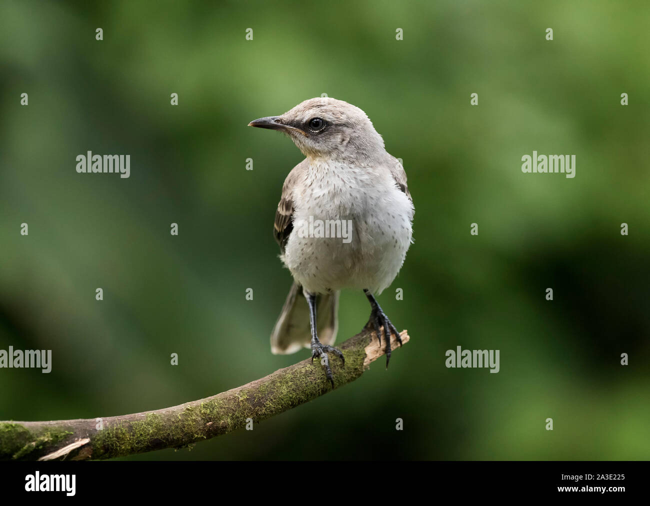 Tropical mockingbird hi-res stock photography and images - Alamy