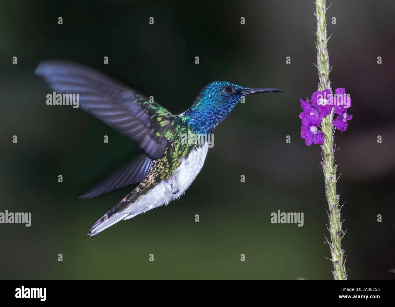 Jacobin bird hi-res stock photography and images - Alamy