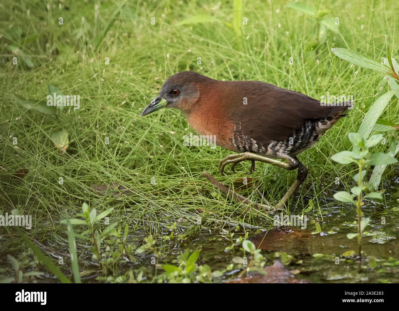 Rail crake hi-res stock photography and images - Alamy