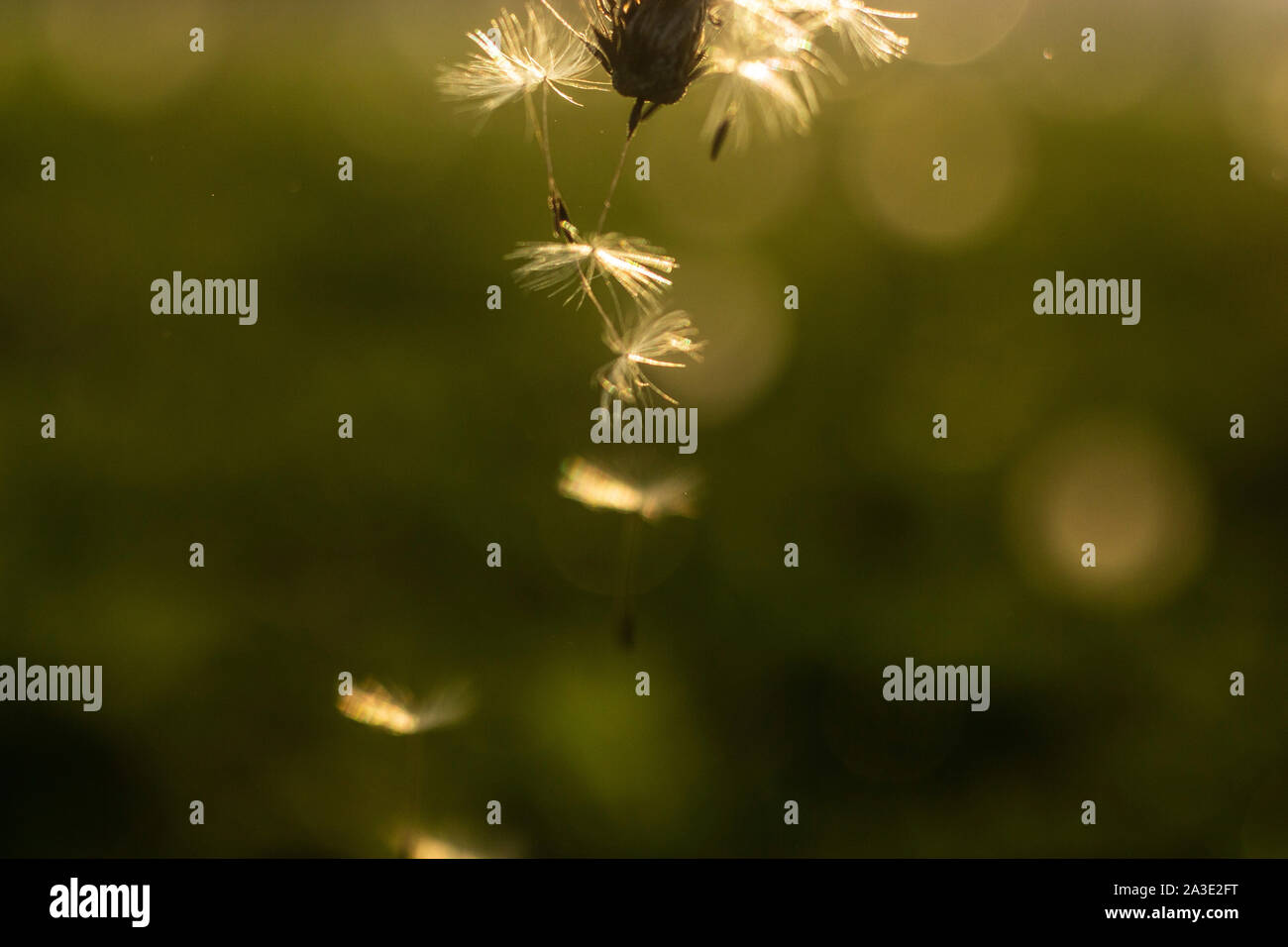 Dandelion blowing, falling down Stock Photo - Alamy