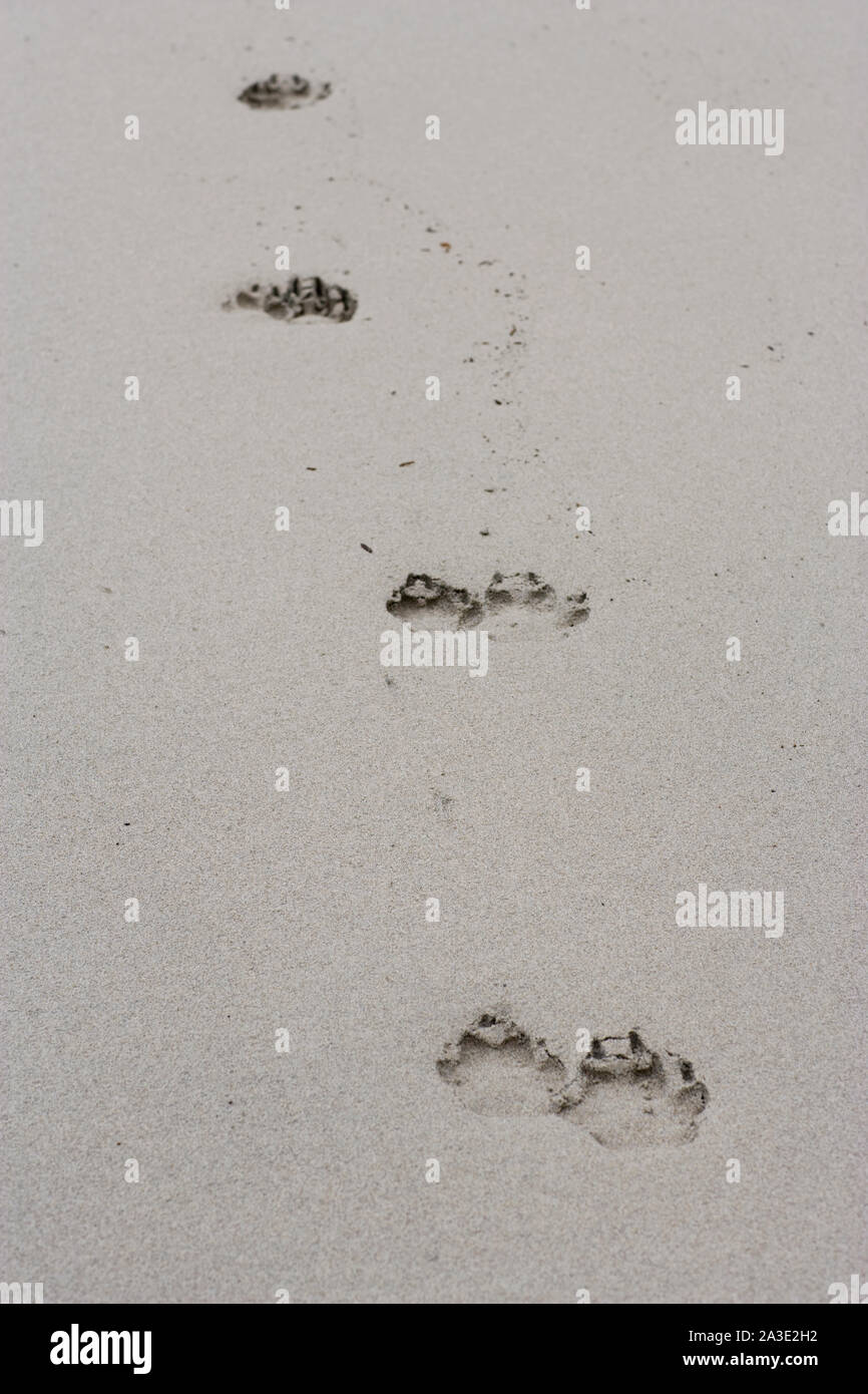 Animal footprints in the sand Stock Photo - Alamy