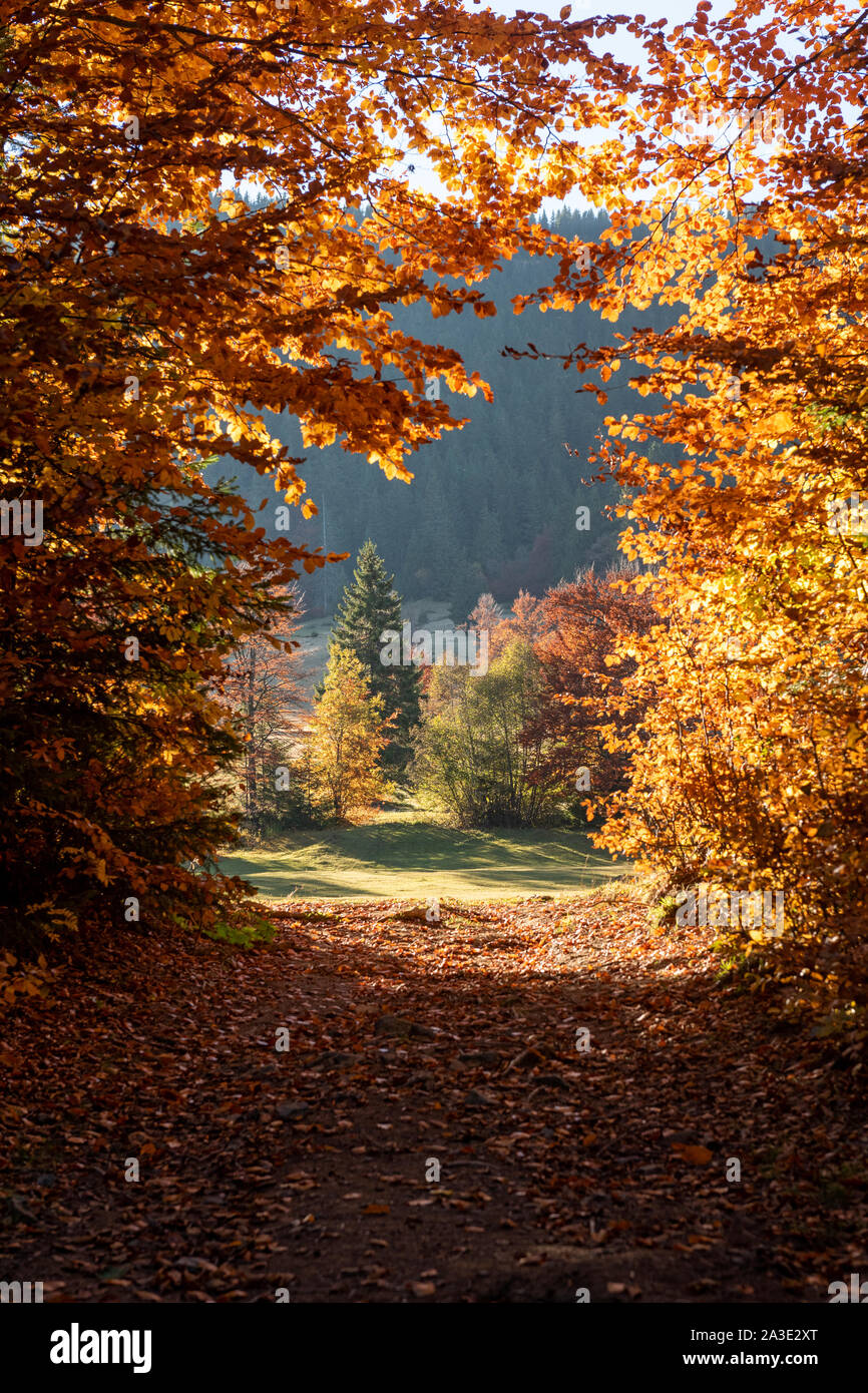 Autumn leaves with the blue sky background Stock Photo - Alamy
