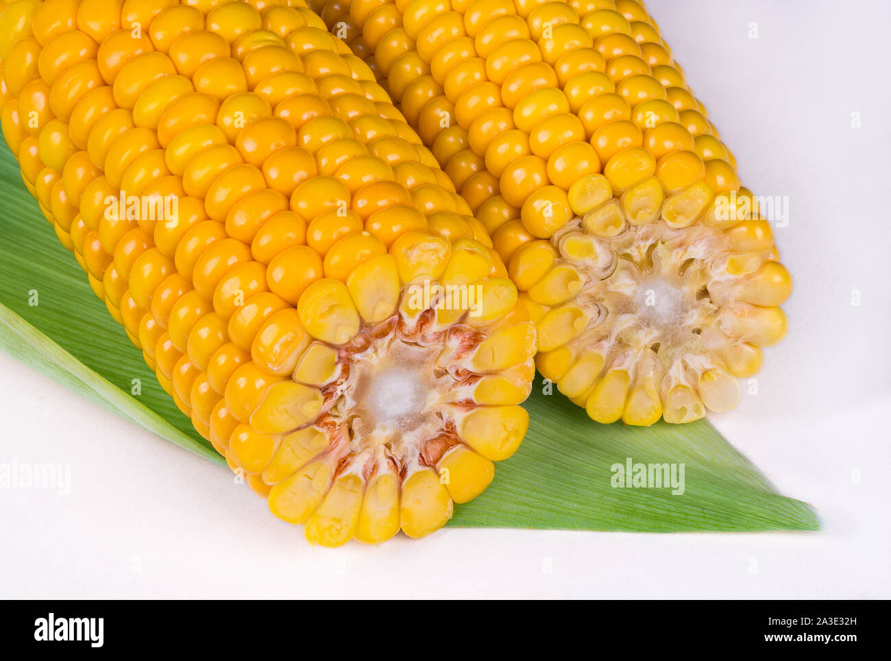 Corn leaf cross section hi-res stock photography and images - Alamy