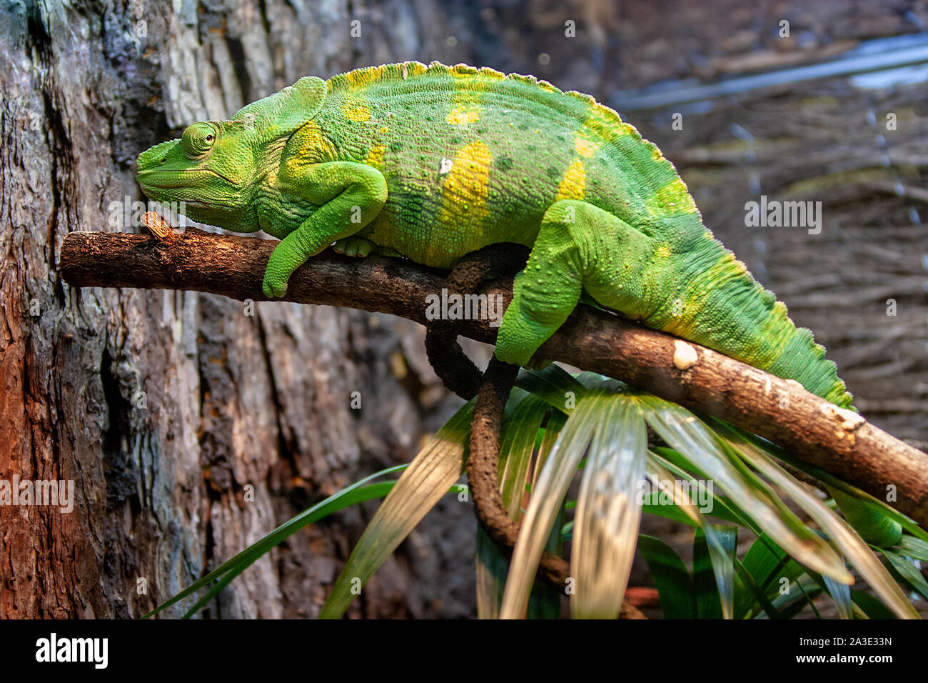 A large lime green with yellow spots lizard like a chameleon or iguana ...