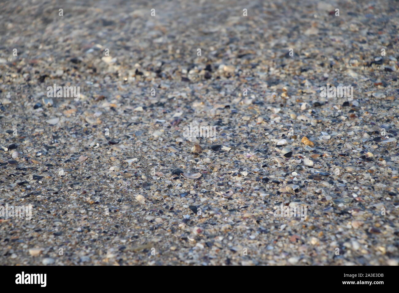 various wet seashells on gray sand of beach at Adriatic sea coast. Sea ...