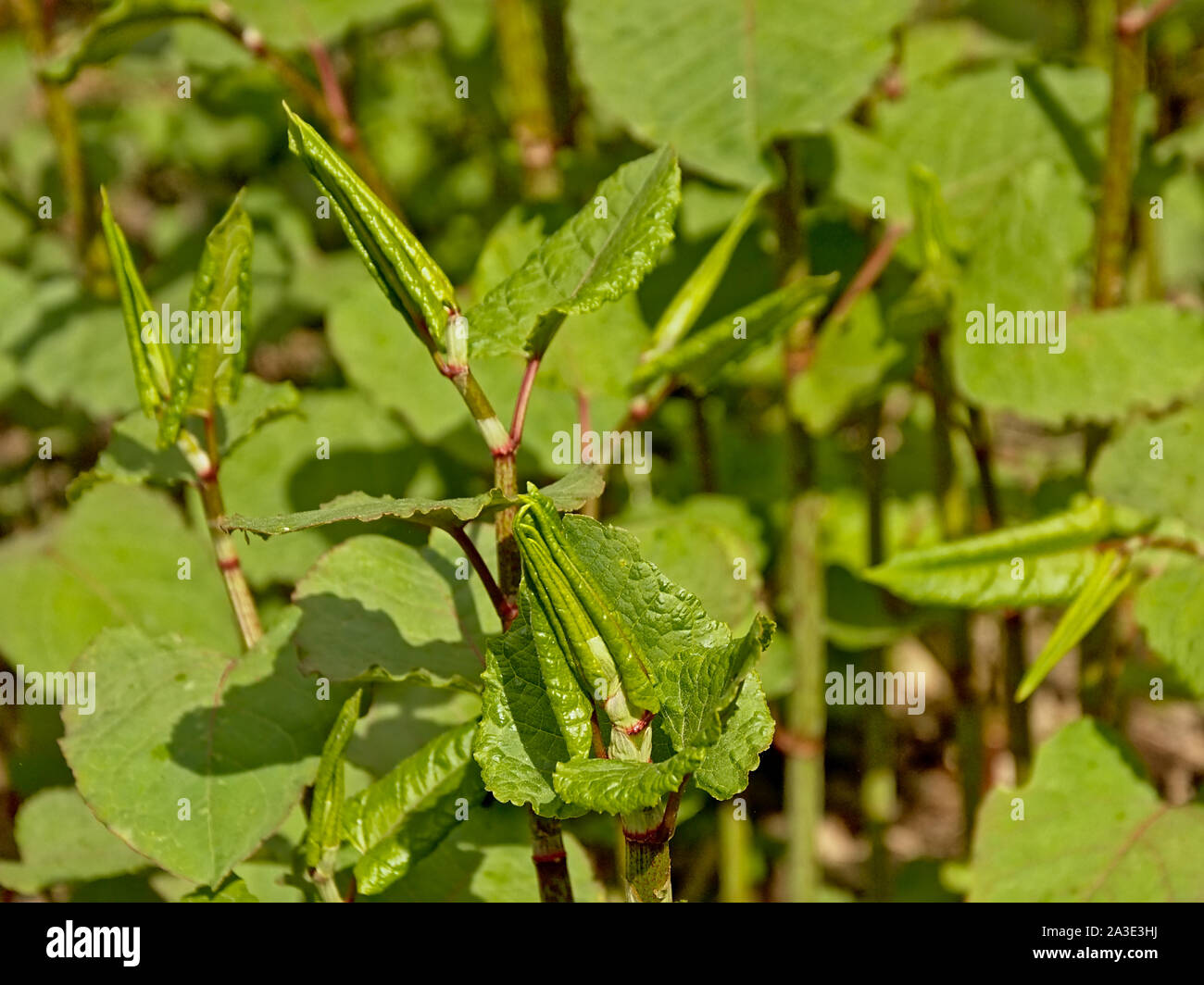 Chinese knotweed hi-res stock photography and images - Alamy