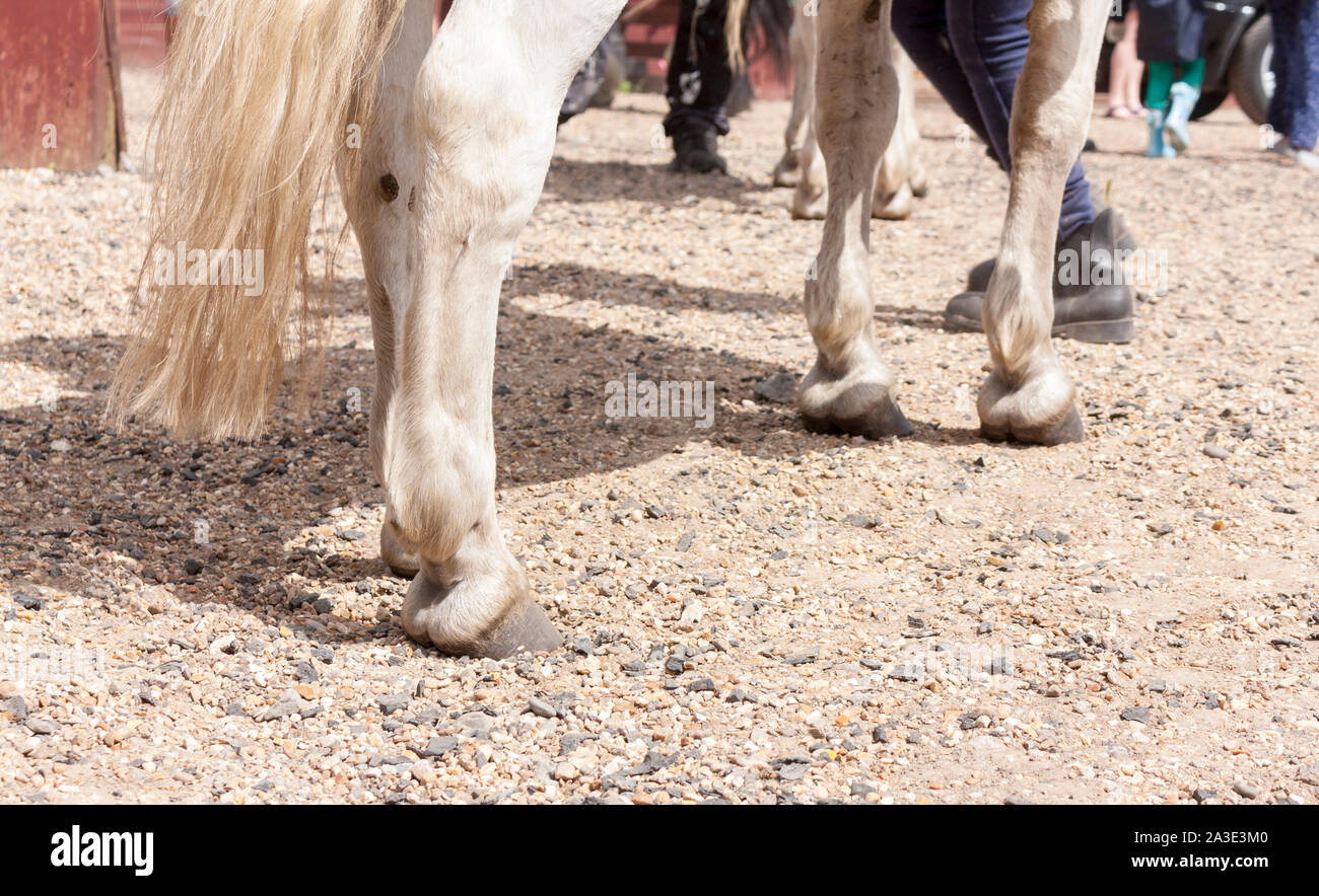 A view of the legs and hooves of a white pony Stock Photo - Alamy