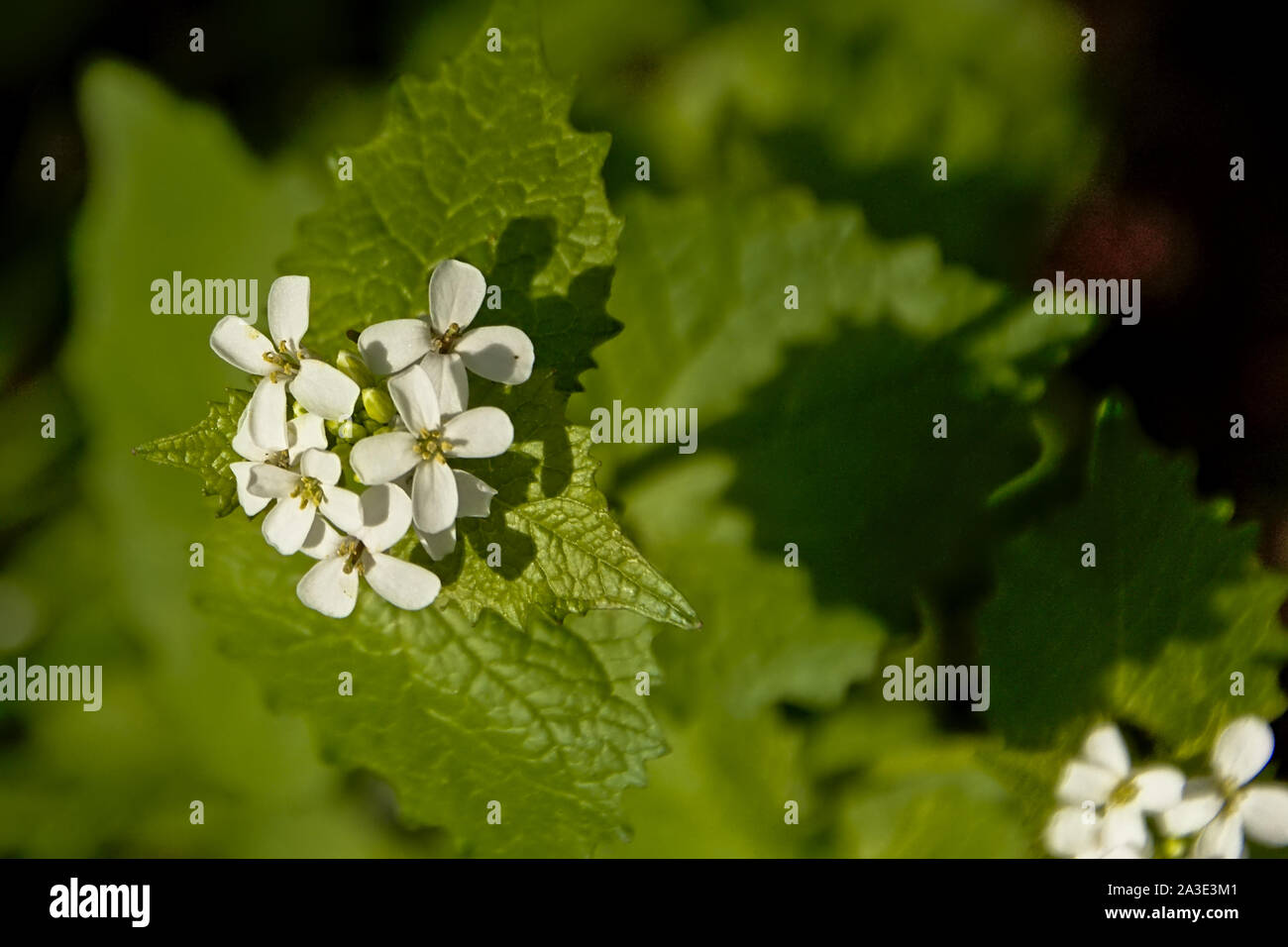 Small white garlic mustard flower close-up, selective focus, - Alliaria ...