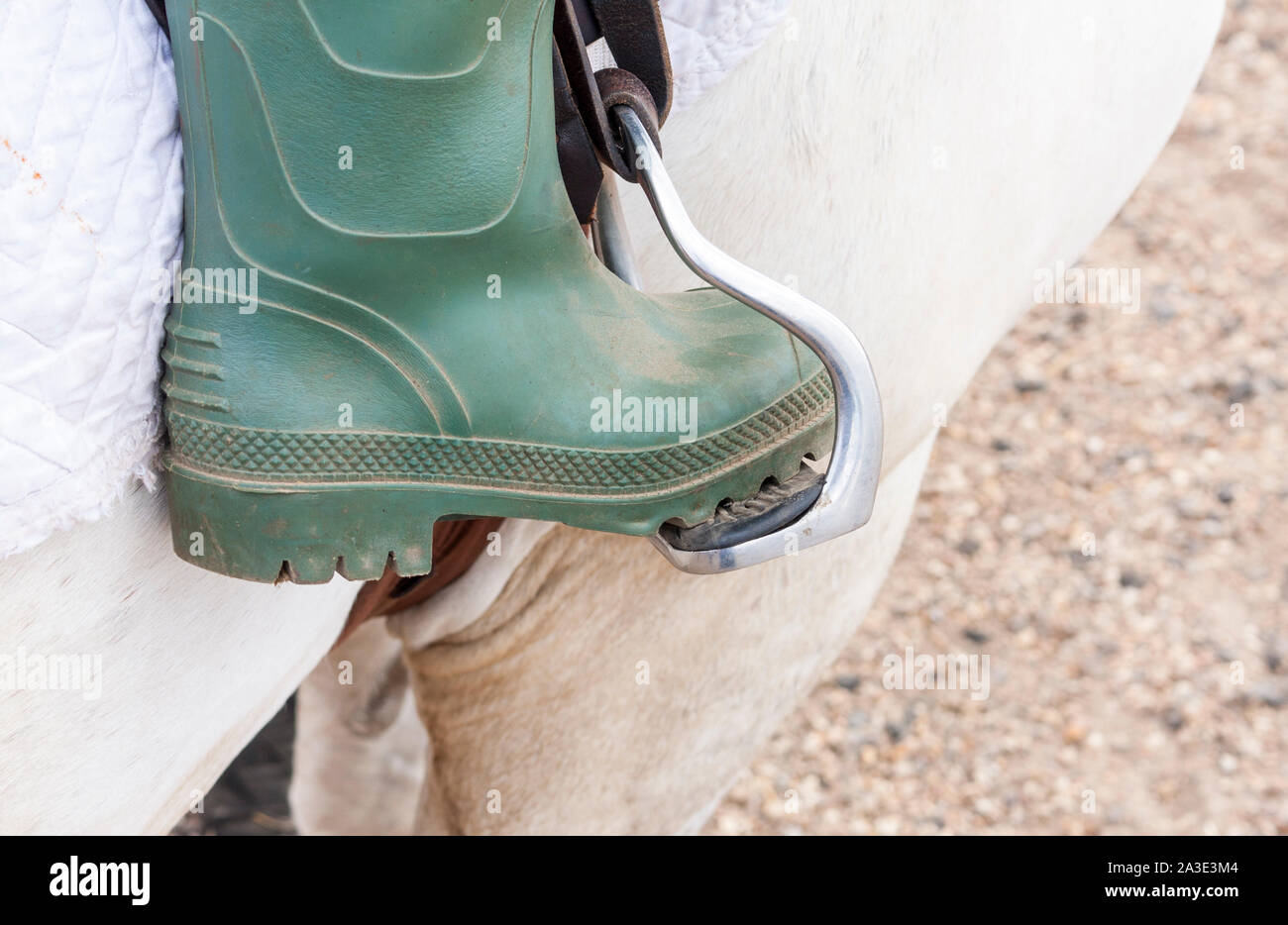 Close-up of a green booted foot in a horse's stirrup Stock Photo - Alamy