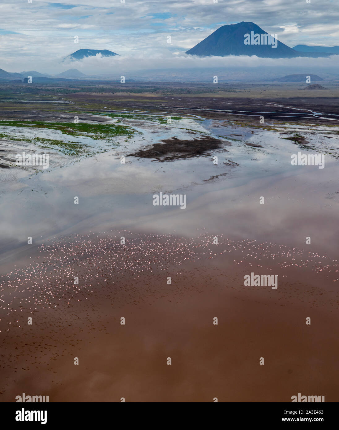 Africa, Tanzania, Aerial view of flock of Greater and Lesser Flamingos ...
