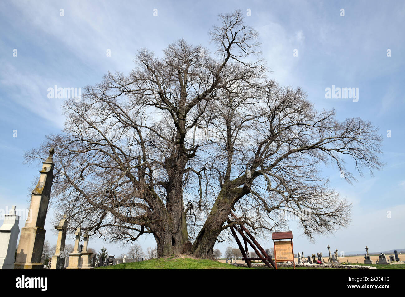 700 years old linden tree hi-res stock photography and images - Alamy