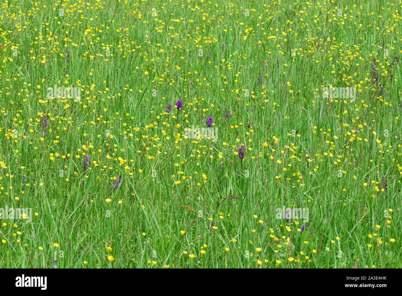 Peat moss of szoce hi-res stock photography and images - Alamy