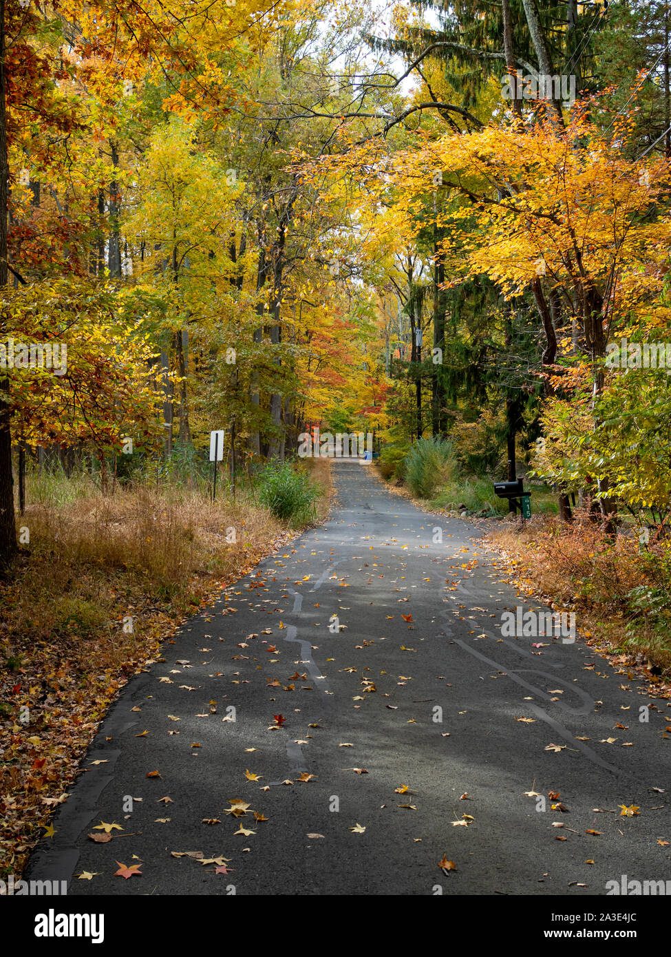 small road in the forest with colorful trees in the fall Stock Photo ...