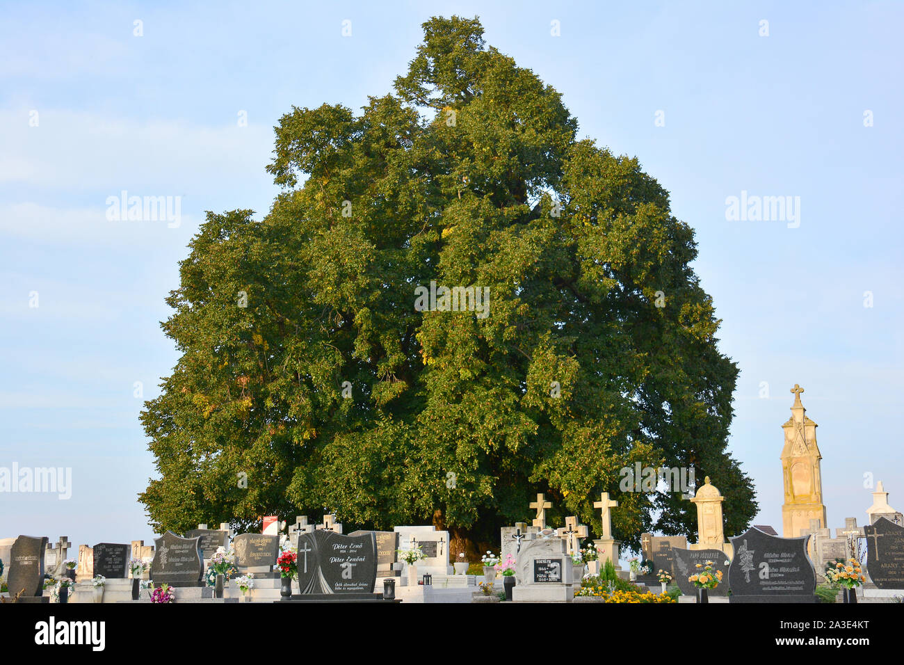 700 years old linden tree hi-res stock photography and images - Alamy