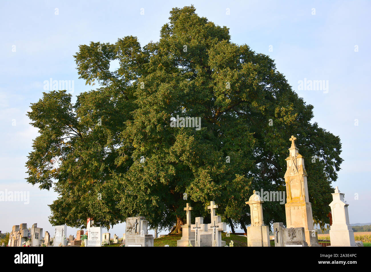700 years old hi-res stock photography and images - Alamy