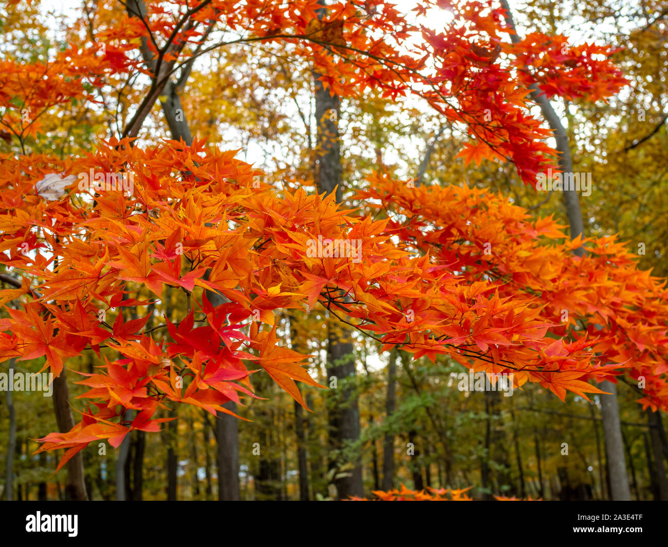 Beautiful small green maple trees hi-res stock photography and images ...