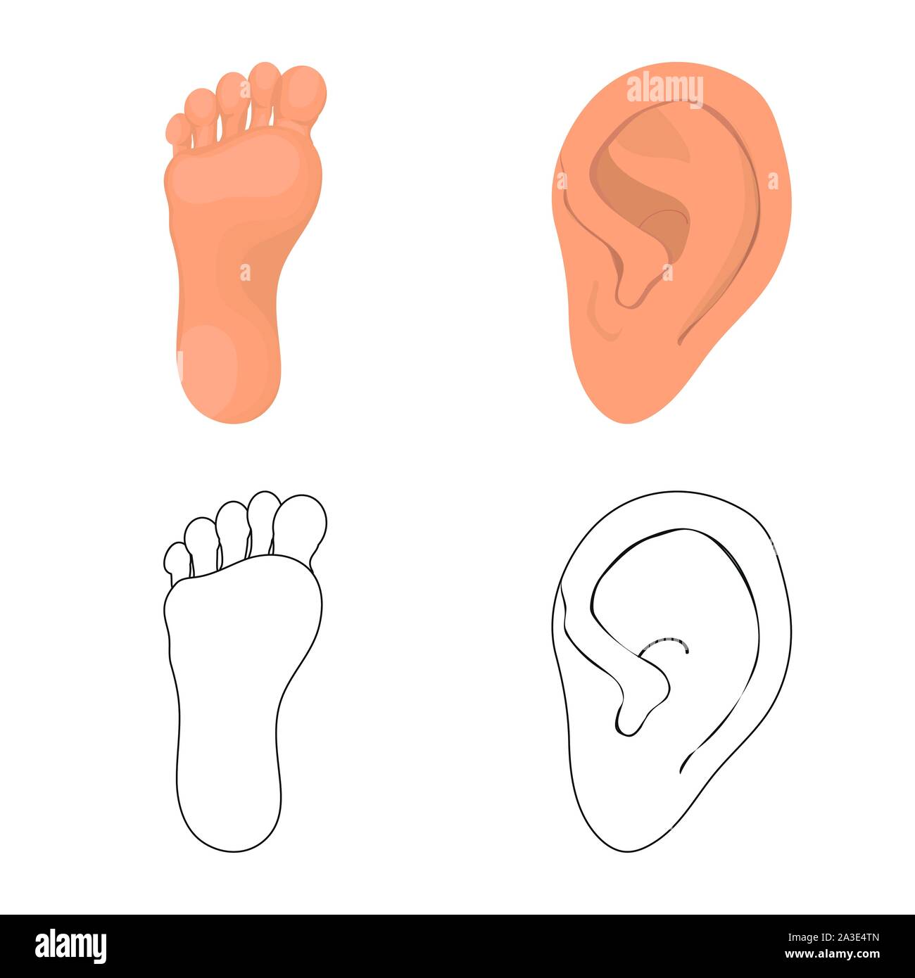 Isolated object of body and part symbol. Set of body and anatomy stock ...