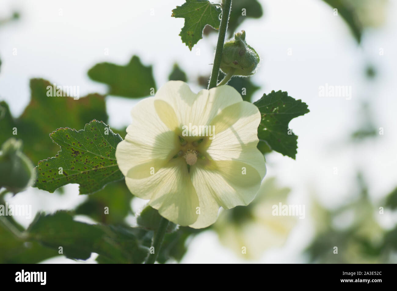 Mallow lat. Malva , or mallow, or a small dog, or a yellow rose-stem ...