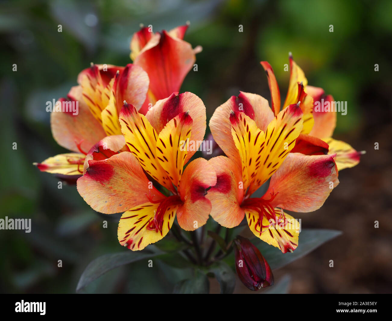 Alstroemeria lilies hi-res stock photography and images - Alamy