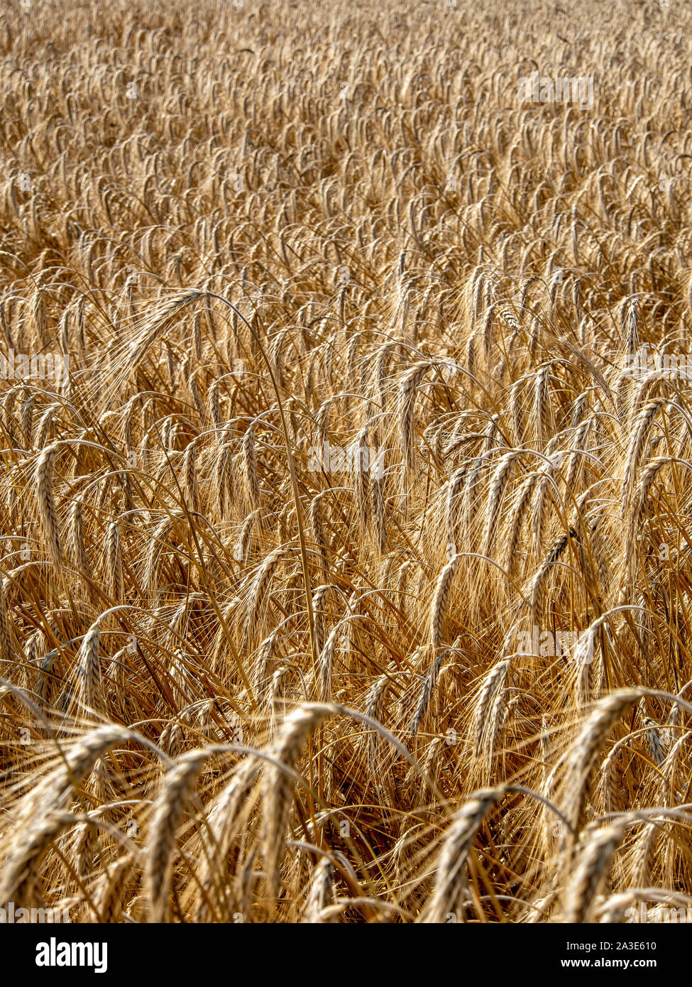 Golden tone idyllic hi-res stock photography and images - Alamy