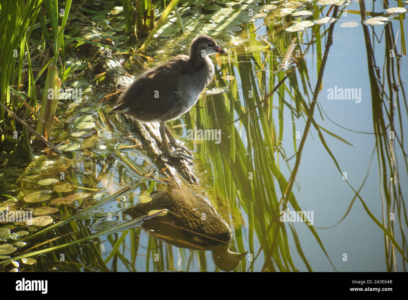 Juvenile Dusky moorhen among green bulrush at lake Stock Photo - Alamy