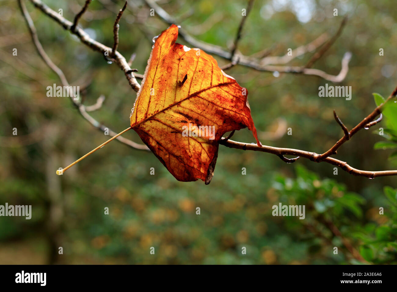 Lonely leaf in autumn wood in the Garden of Brodick Castle, Isle of Arran, Scotland Stock Photo ...