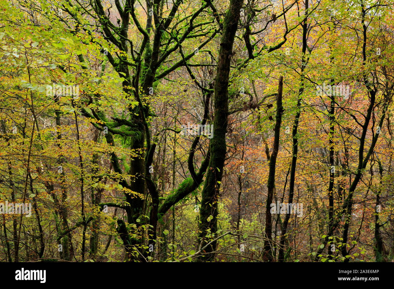 Dense forest scotland hi-res stock photography and images - Alamy