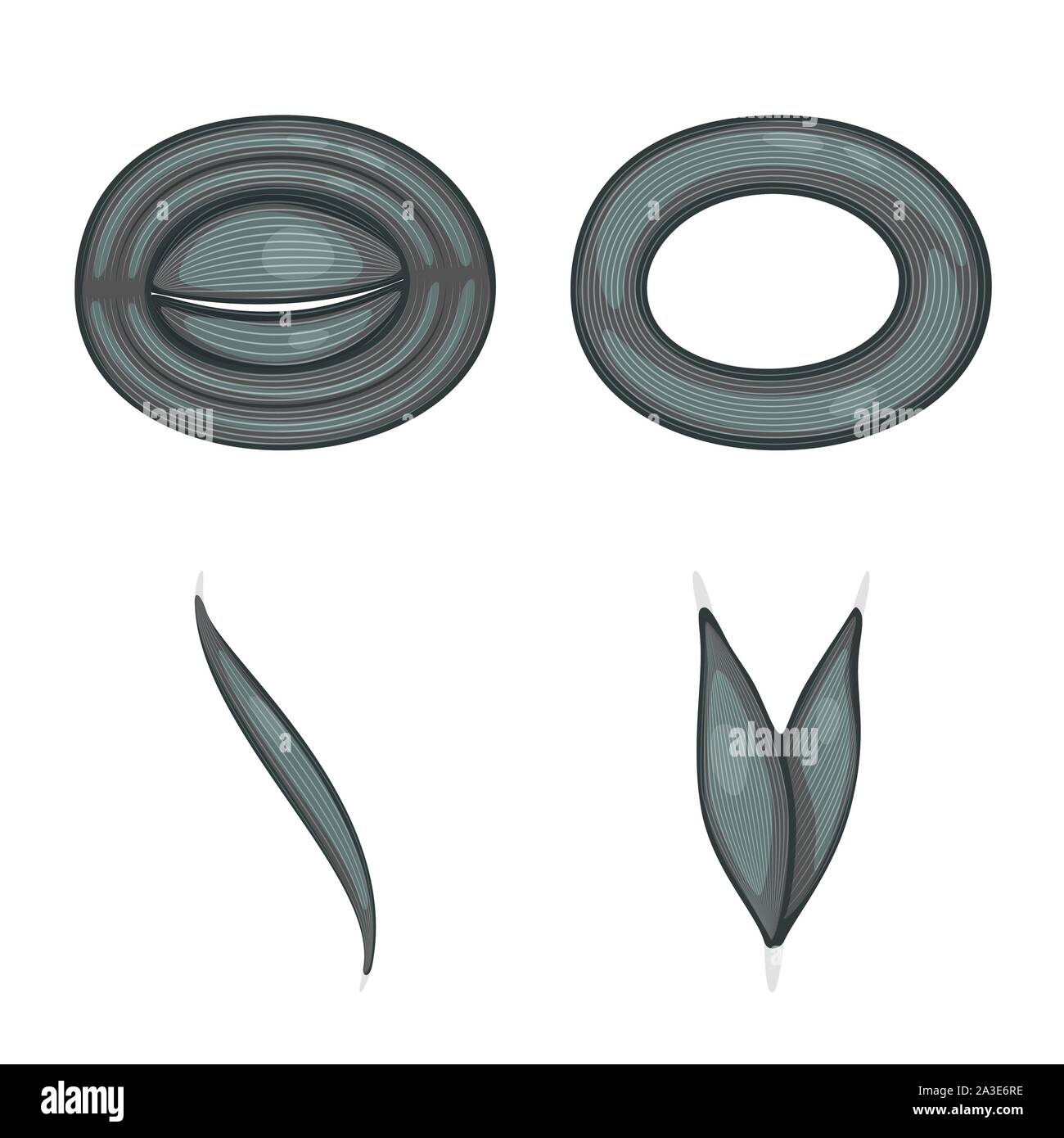 Isolated object of human and body icon. Set of human and cells vector ...