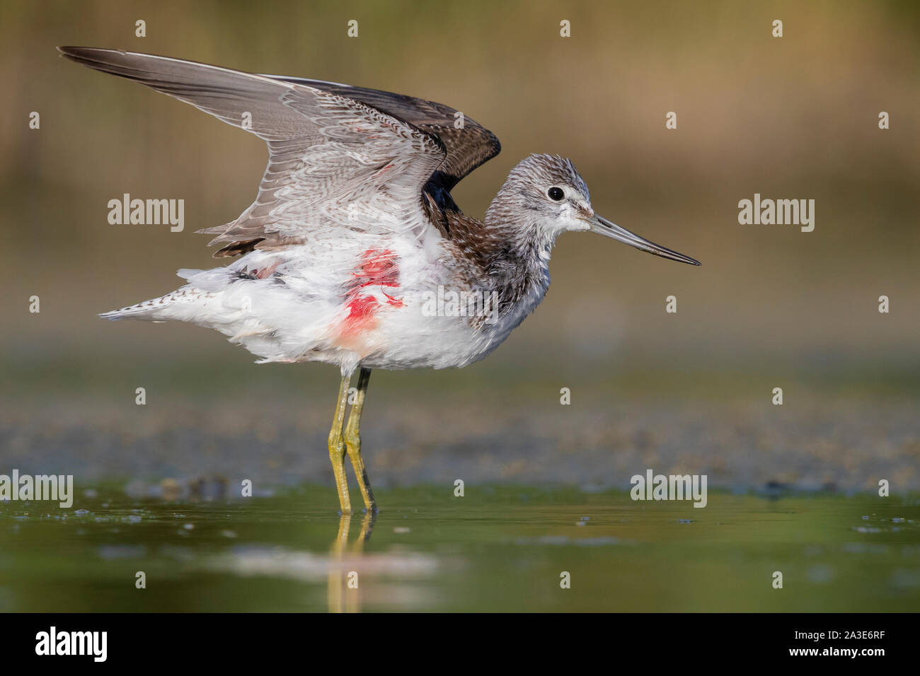 Wounded bird hi-res stock photography and images - Alamy