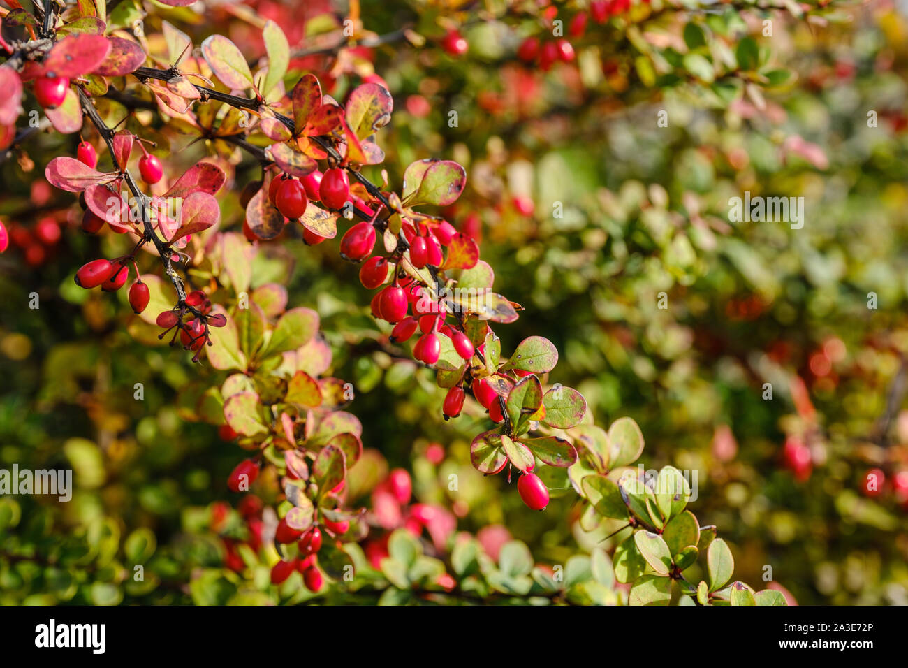barberry branch with red berries in autumn colors in the forest. Autumn ...