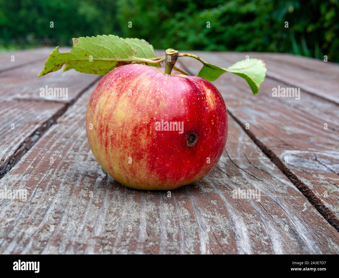 Wormy fruit hi-res stock photography and images - Alamy