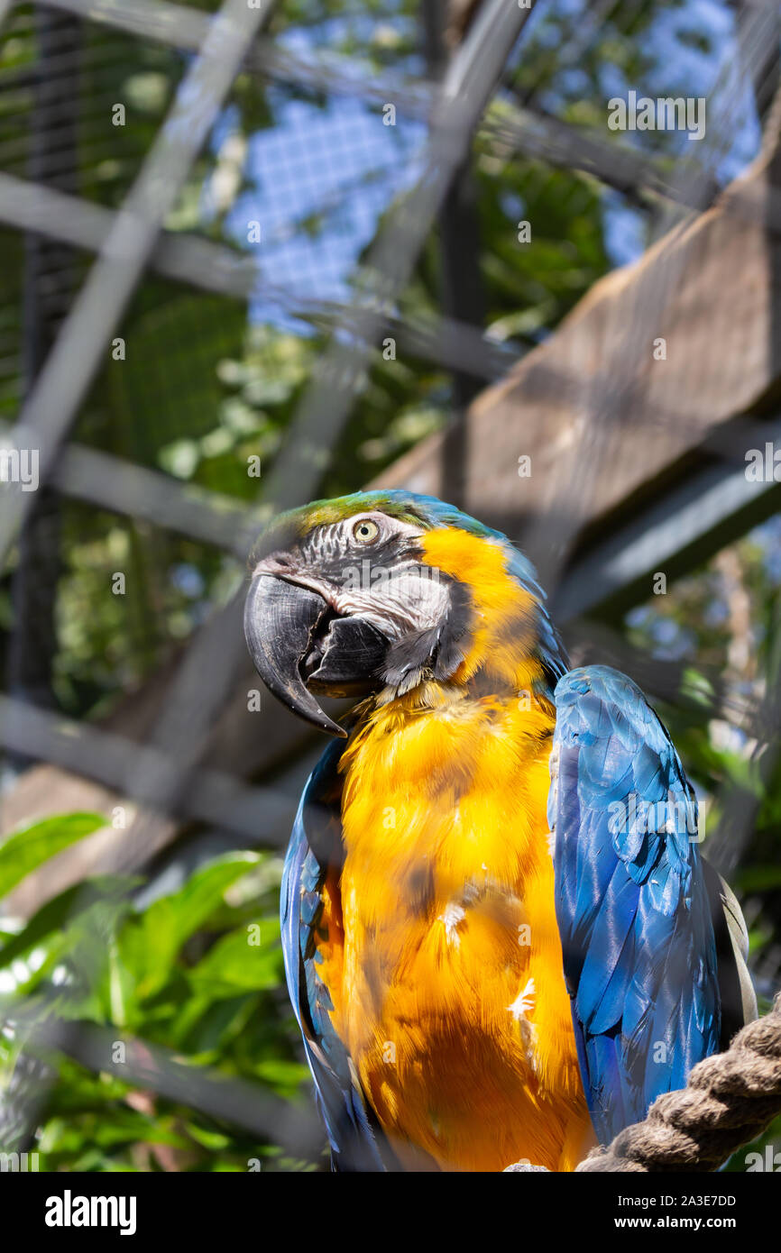 Blue bird cage hi-res stock photography and images - Alamy