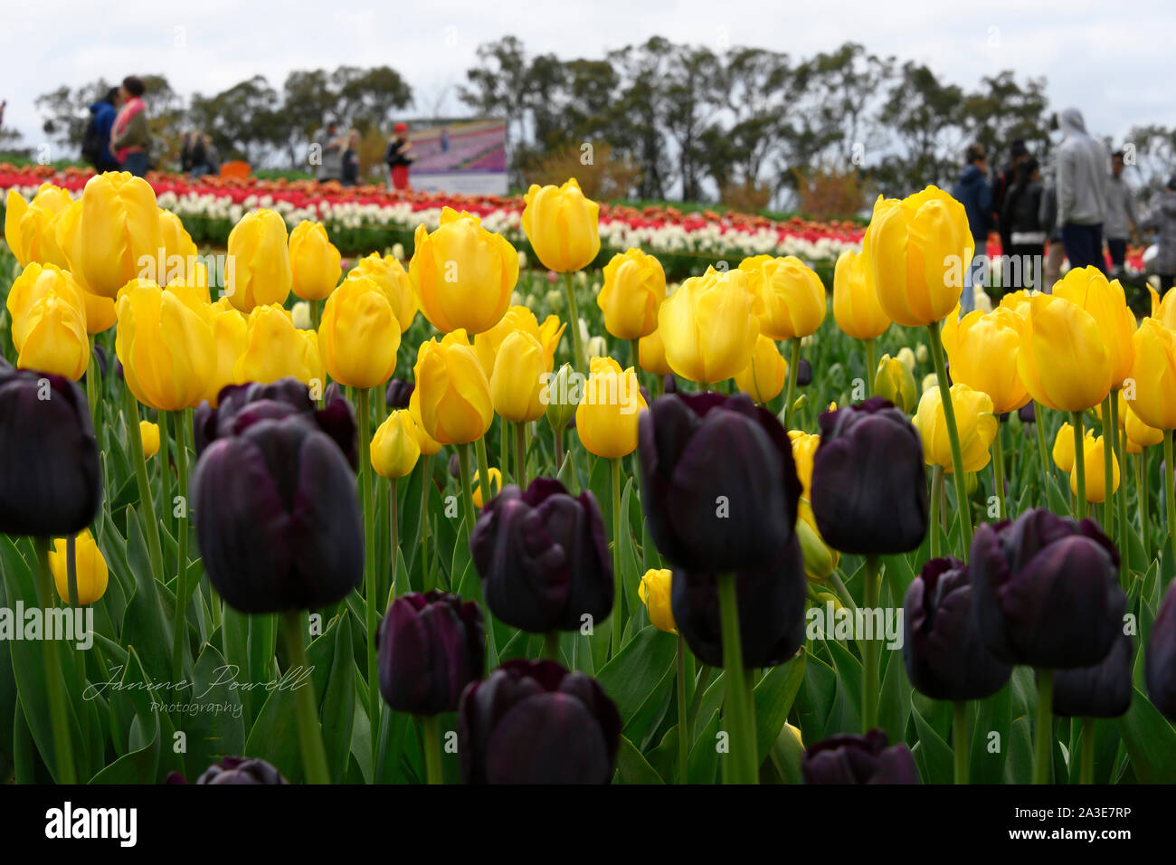 Spectacular gardening colours hi-res stock photography and images - Alamy