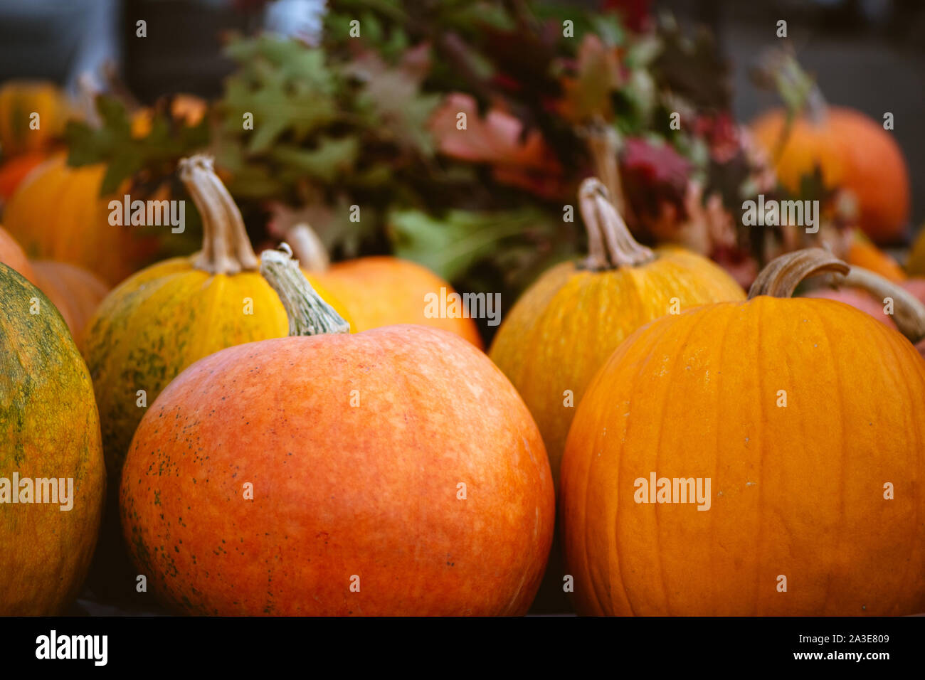 Harvest pumpkins hi-res stock photography and images - Alamy