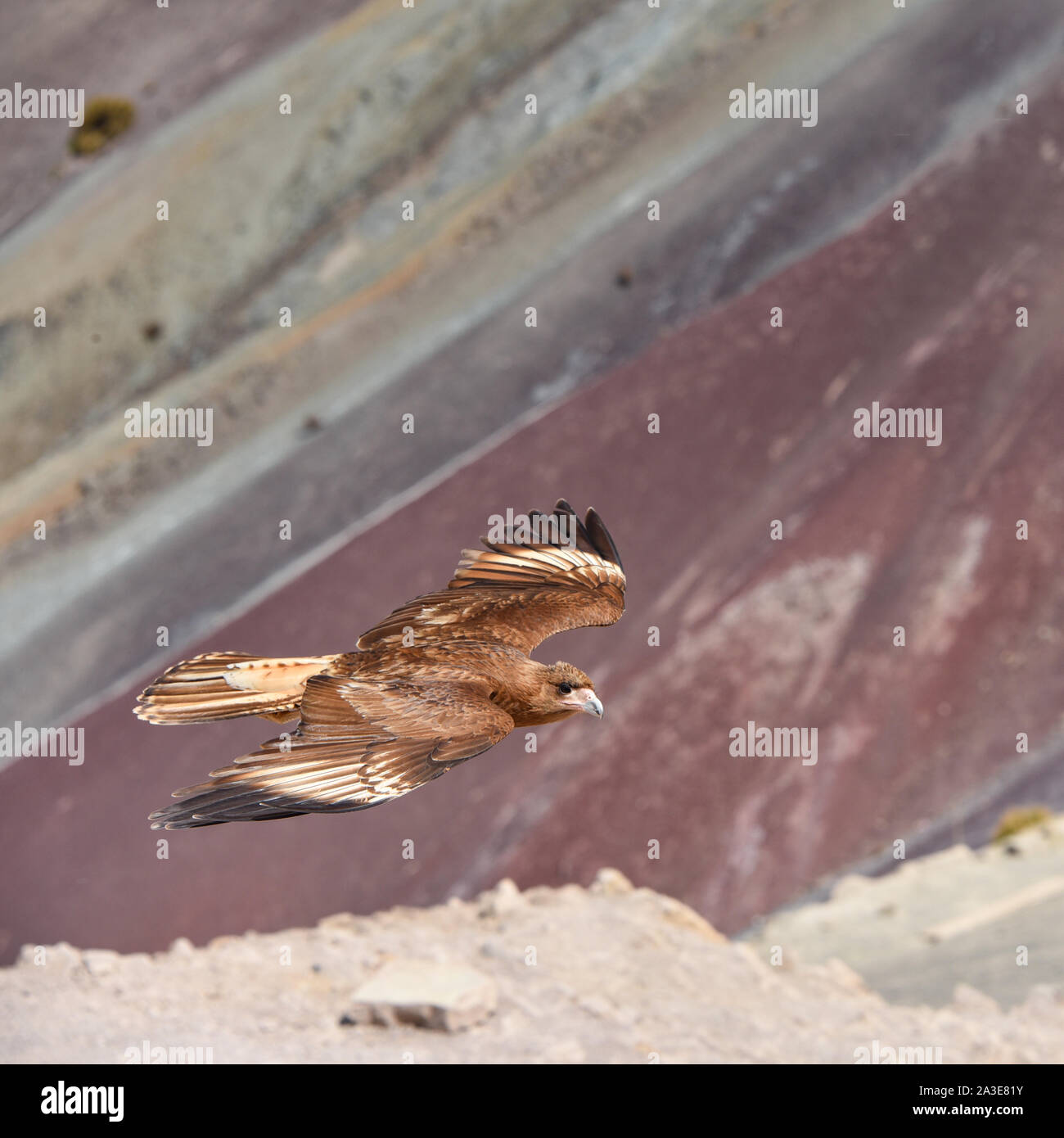 Cara quechua hi-res stock photography and images - Alamy