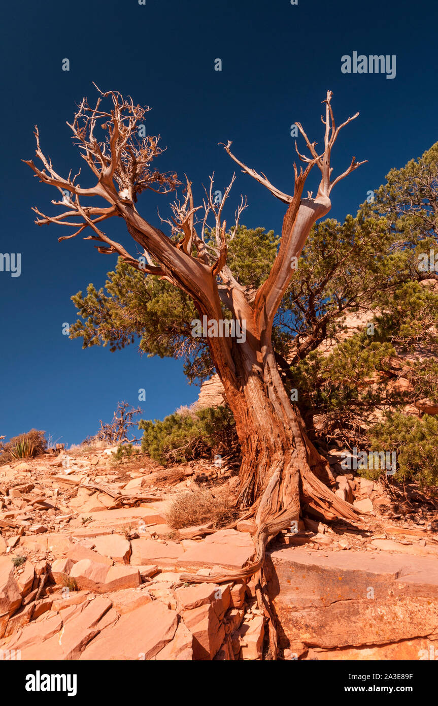 Weathered Tree along the South Kaibab Trail in the Grand Canyon Stock ...