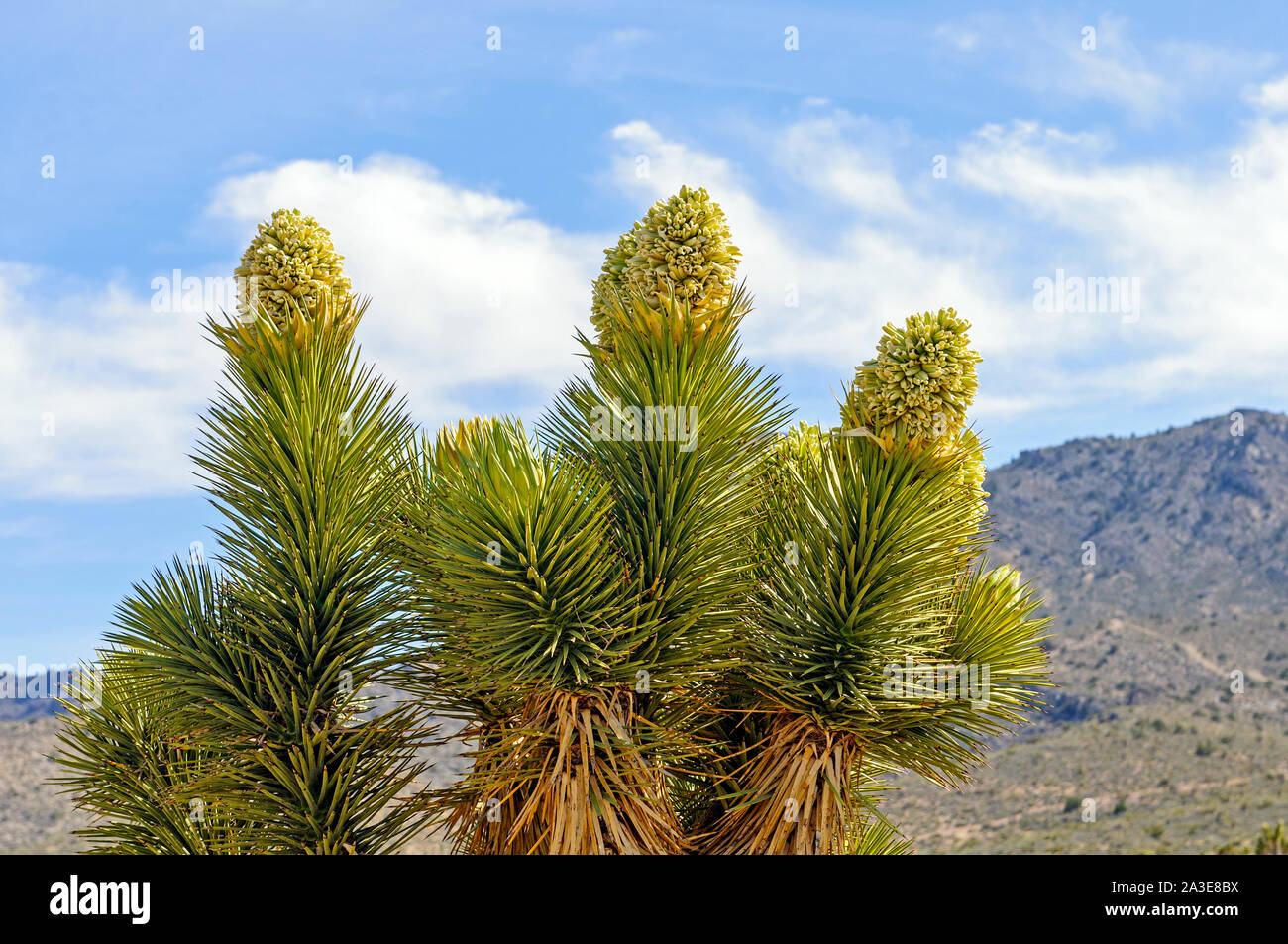 Joshua Tree in Bloom in the California Desert Stock Photo - Alamy