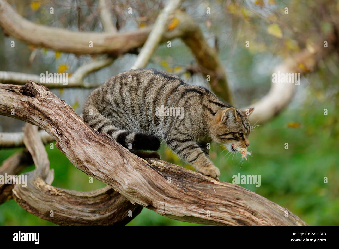 The Scottish wildcat is a European wildcat population in Scotland Stock ...