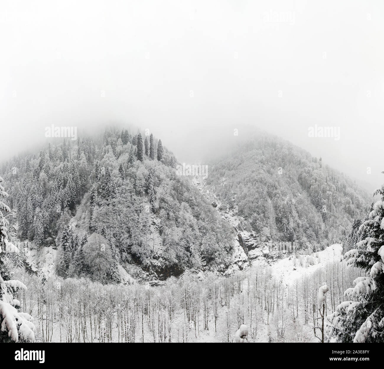 Landscape view of snowy hills with pine trees Stock Photo - Alamy