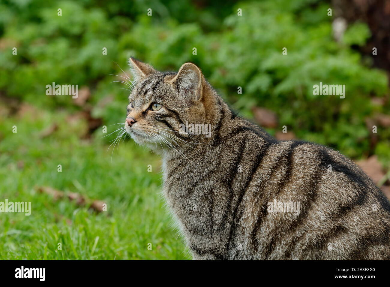 The Scottish wildcat is a European wildcat population in Scotland Stock ...