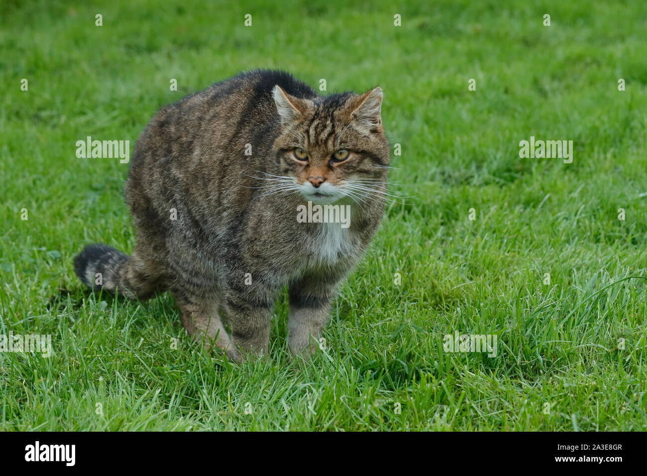 The Scottish wildcat is a European wildcat population in Scotland Stock ...