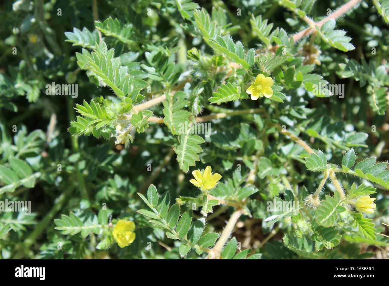 Puncturevine tribulus terrestris hi-res stock photography and images ...