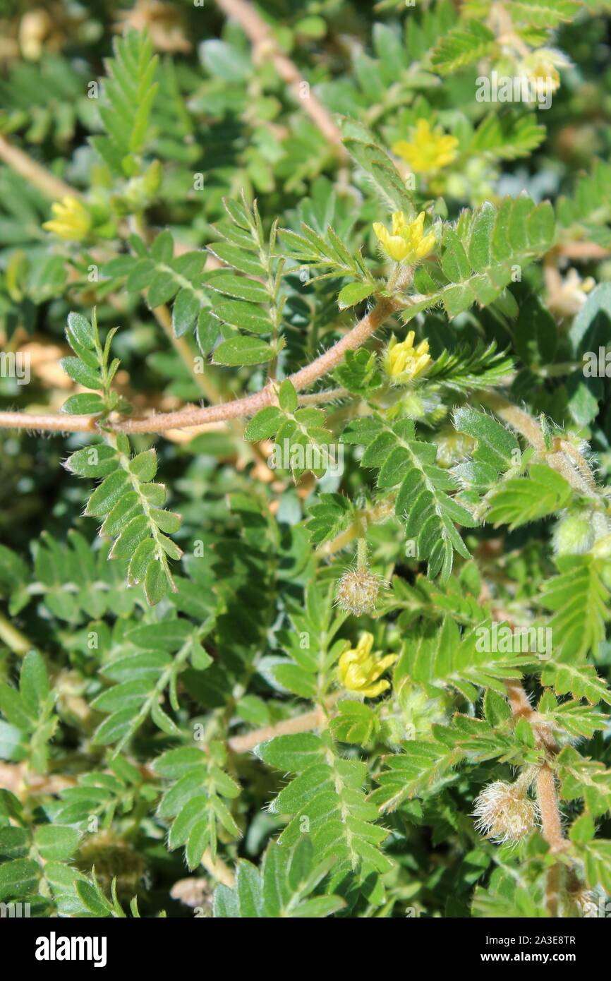 Southern mojave desert native plant hi-res stock photography and images ...